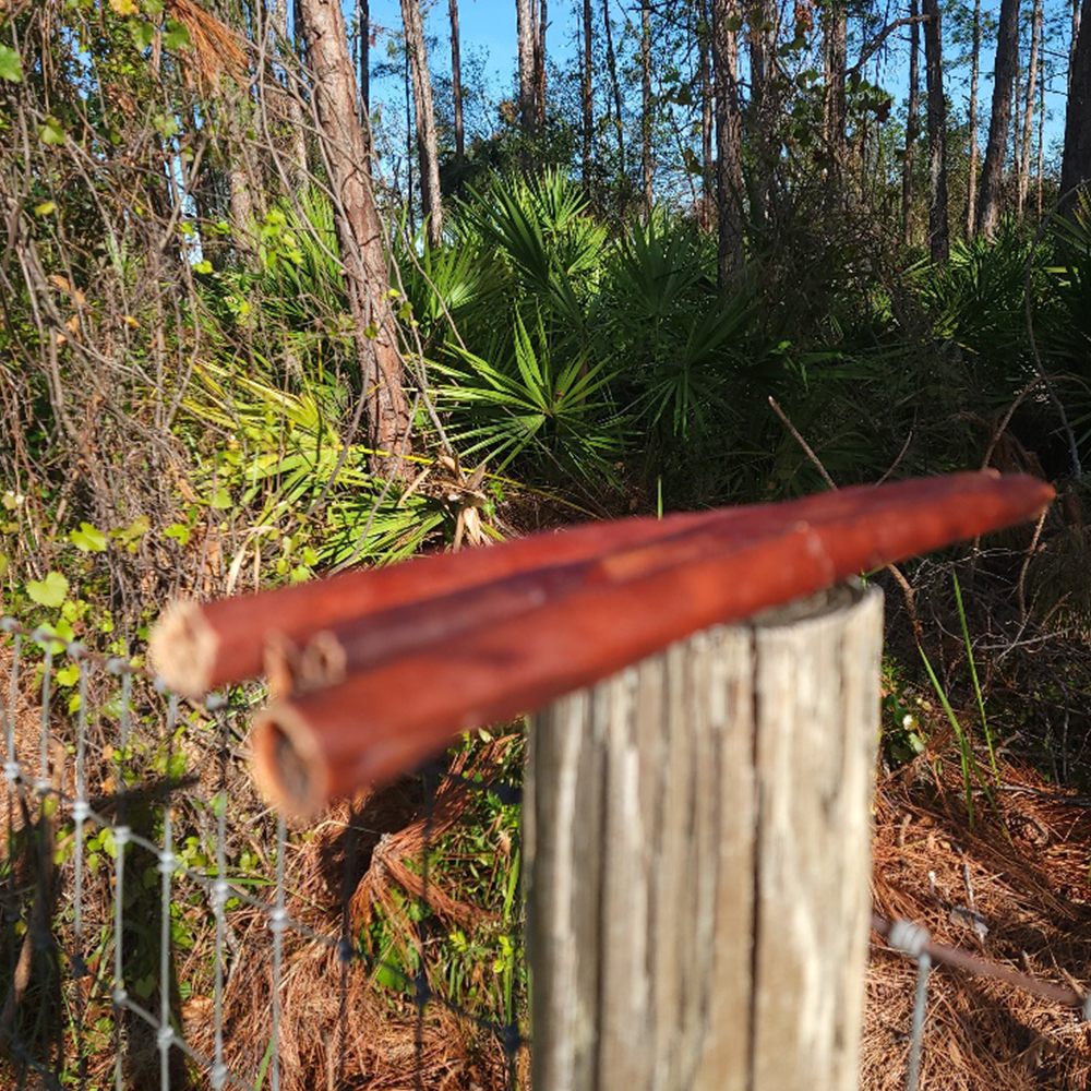 Bullysticks Organic: Collagen Stick 12" PLAIN (10 per bag)