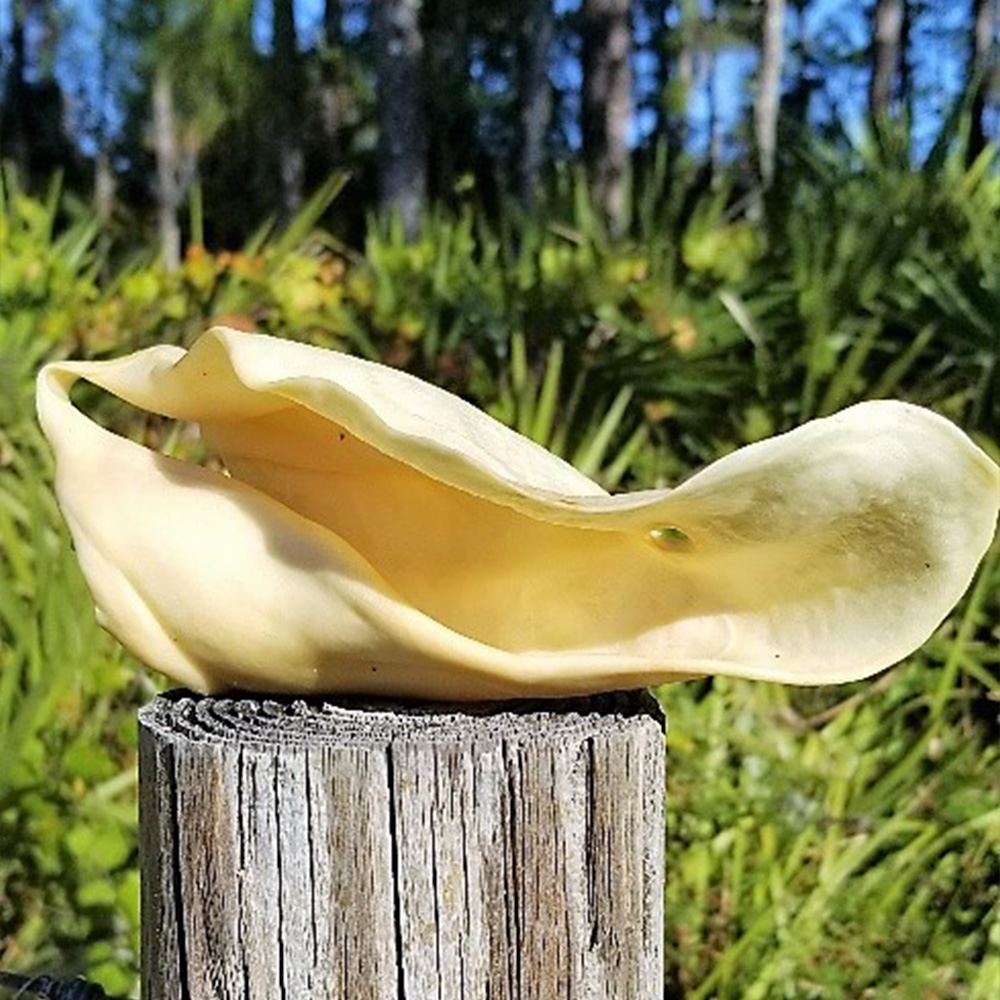 Bullysticks Organic: Cow Ears (10 per bag)