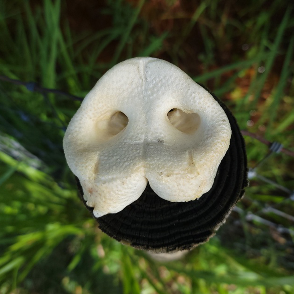 Bullysticks Organic: Pig Snout - 10 pieces per bag