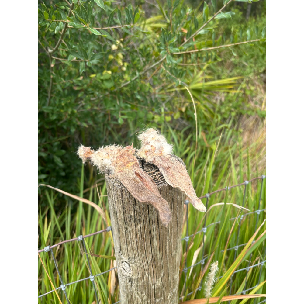 Bullysticks Organic: Hairy Rabbit Ears (pack of 10)